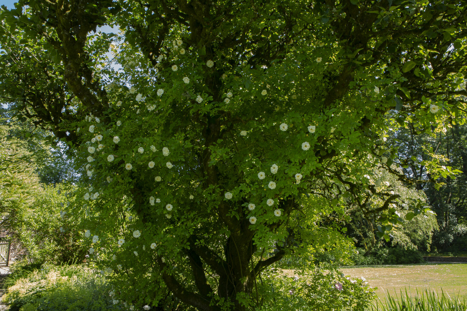 Glenae Gardens - Fiona Willoughby Photography