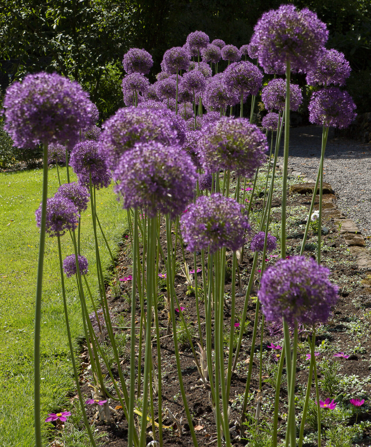 Glenae Gardens - Fiona Willoughby Photography